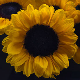 Brandi Duke - Photographer/Editor in LA, USA :: Behance