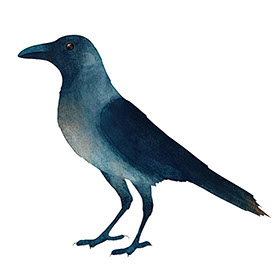 Pooja Sreenivasan on Behance