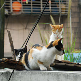 Arin S in Taiwan Region :: Behance