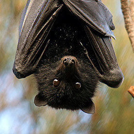 Mackenzie Joyce :: Behance