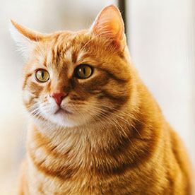 Adithyan R - Graphic Design in Palakkad, India :: Behance