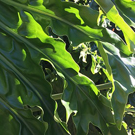 JUNIOR THESIS: "WANDERER" PROCESS JOURNAL :: Behance